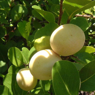 Chrysobalanus icaco / COCO-PLUM